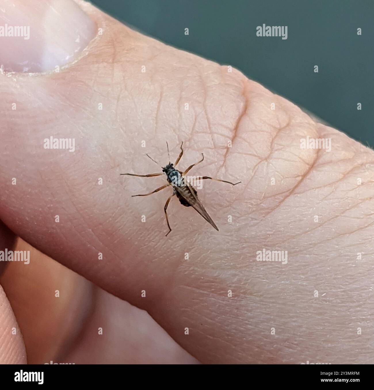 Giant Conifer Aphids (Cinara) Insecta Stock Photo - Alamy