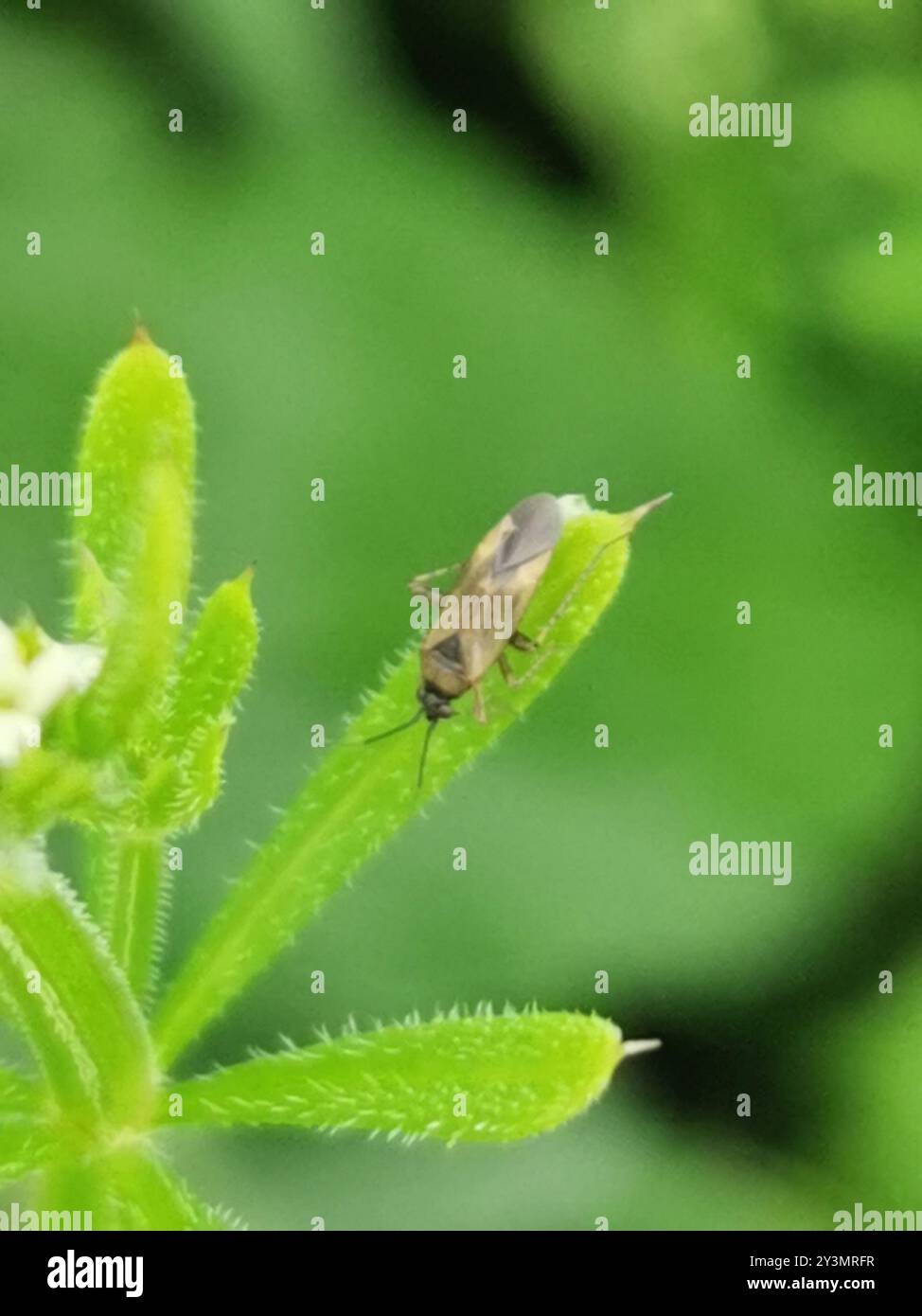 Common Nettle Flower Bug (Plagiognathus arbustorum) Insecta Stock Photo ...