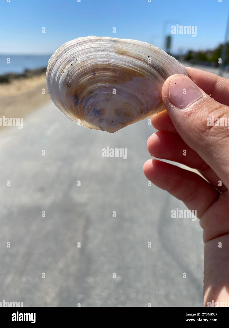Bent-nosed Clam (Macoma nasuta) Mollusca Stock Photo - Alamy