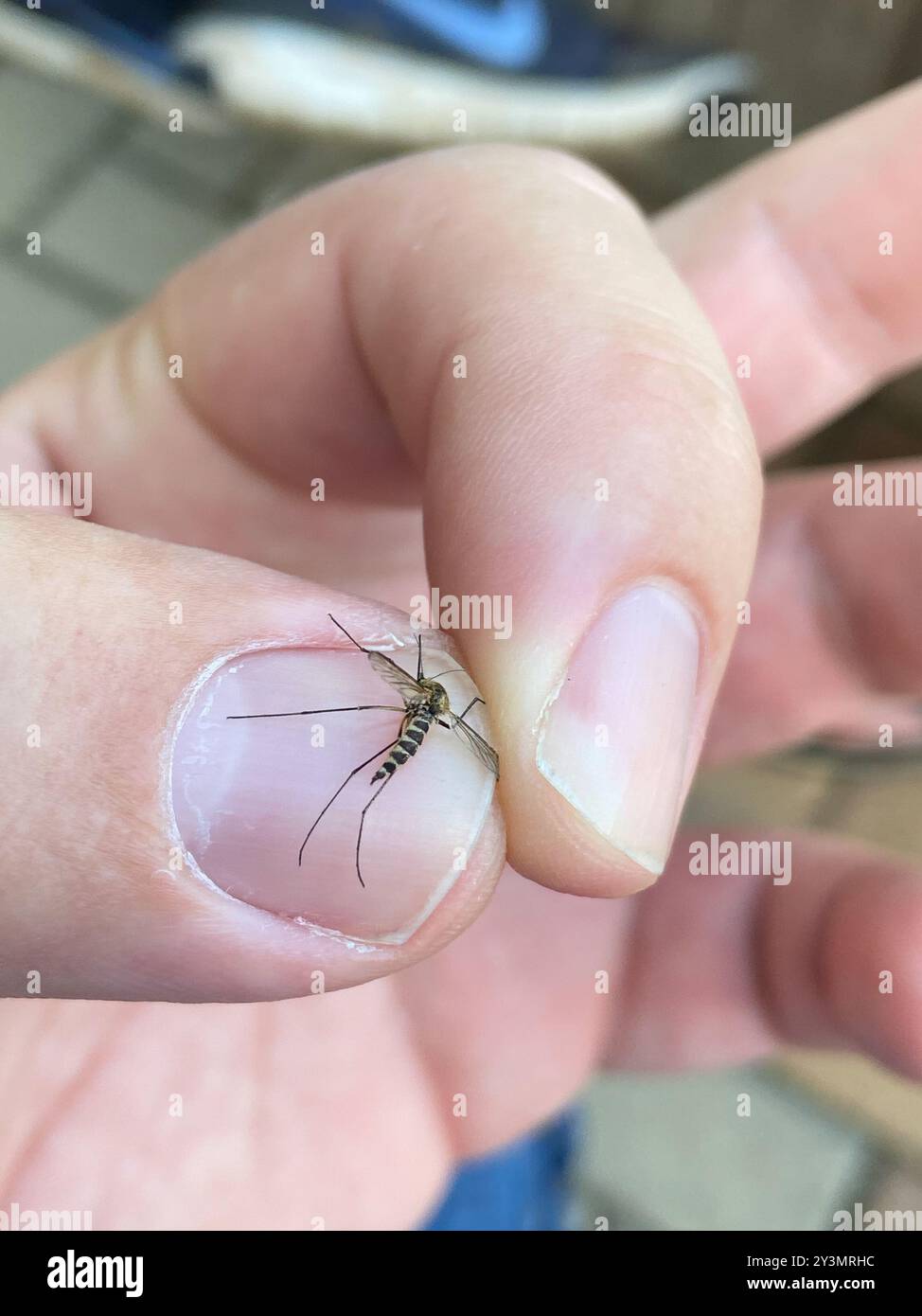 (Aedes punctor) Insecta Stock Photo - Alamy