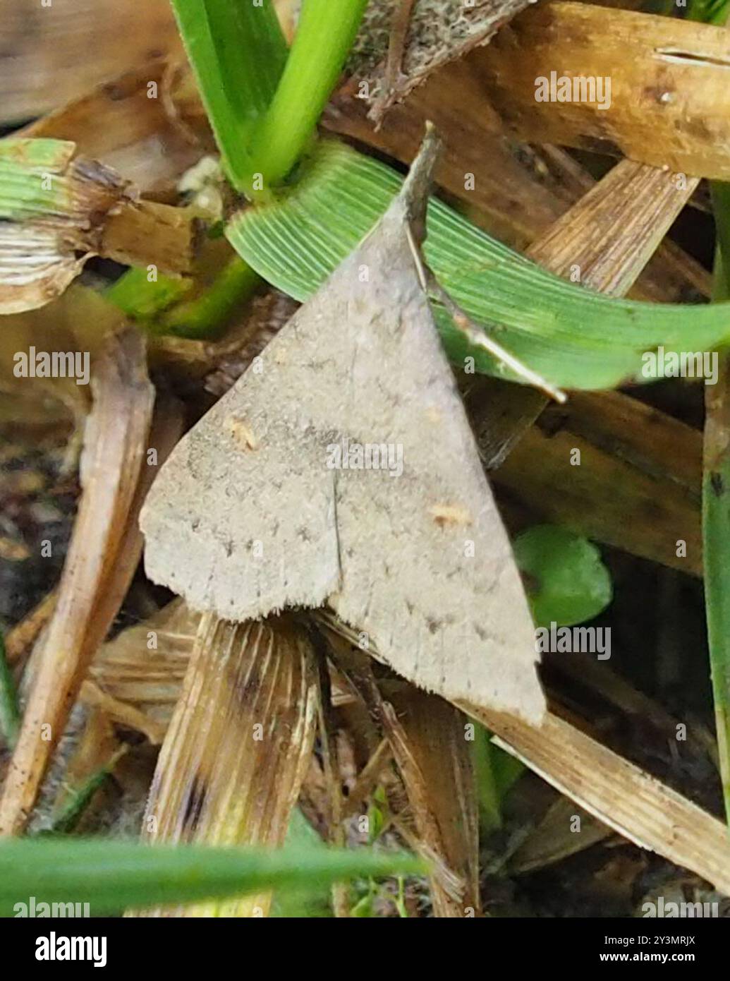 Speckled Renia Moth (Renia adspergillus) Insecta Stock Photo - Alamy