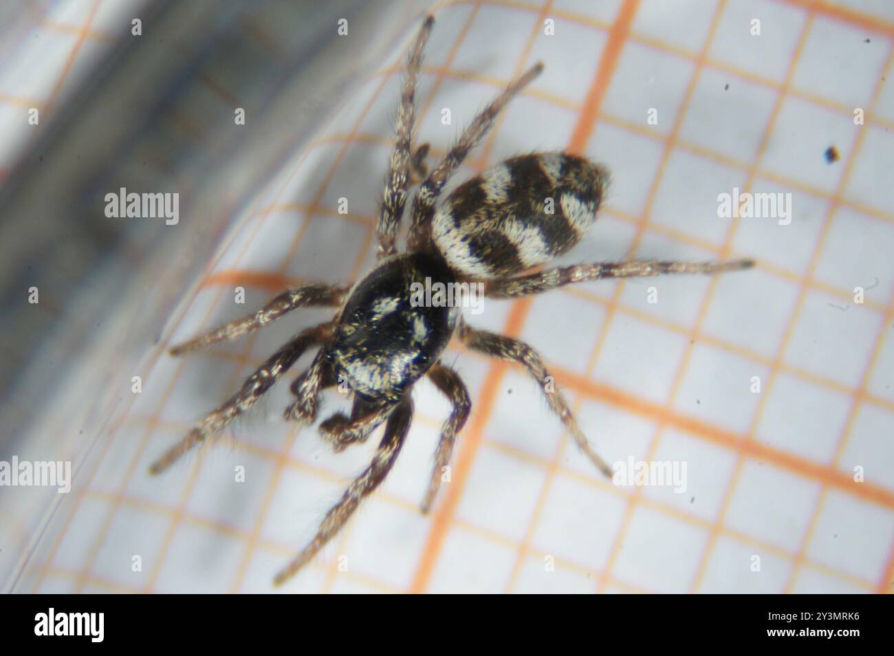 Zebra Jumping Spider (Salticus scenicus) Arachnida Stock Photo - Alamy