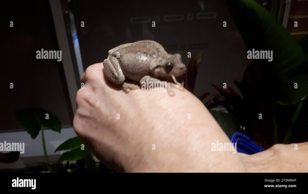 Peron's Laughing Tree Frog (Litoria peronii) Amphibia Stock Photo - Alamy