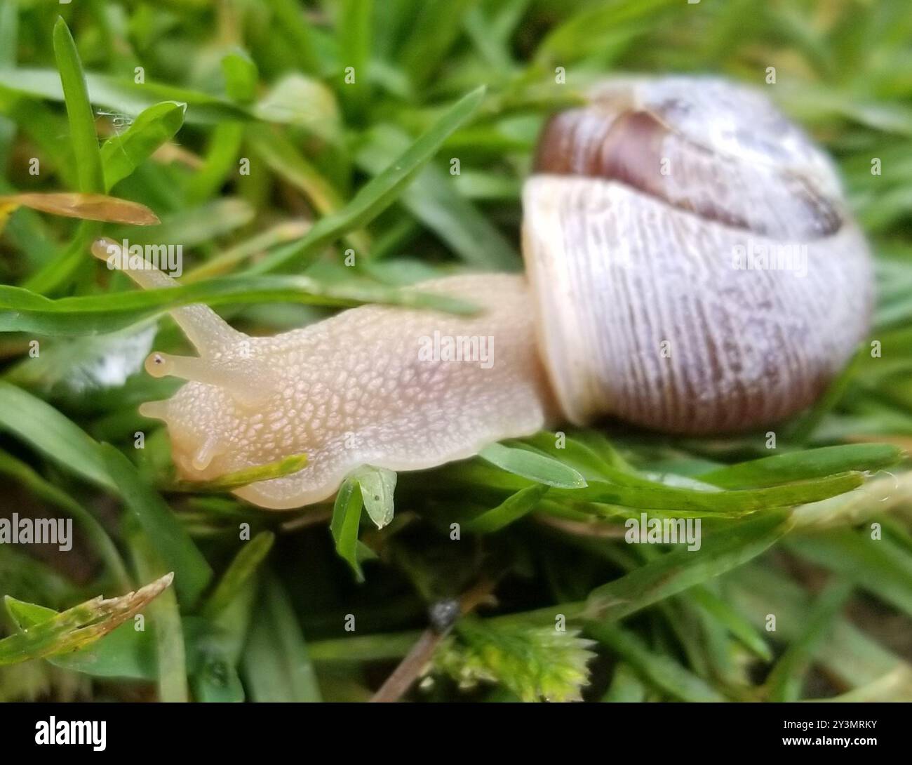 Oregon forestsnail (Allogona townsendiana) Mollusca Stock Photo - Alamy