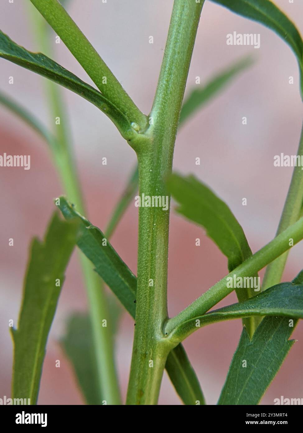 Common Peppergrass (Lepidium densiflorum) Plantae Stock Photo - Alamy