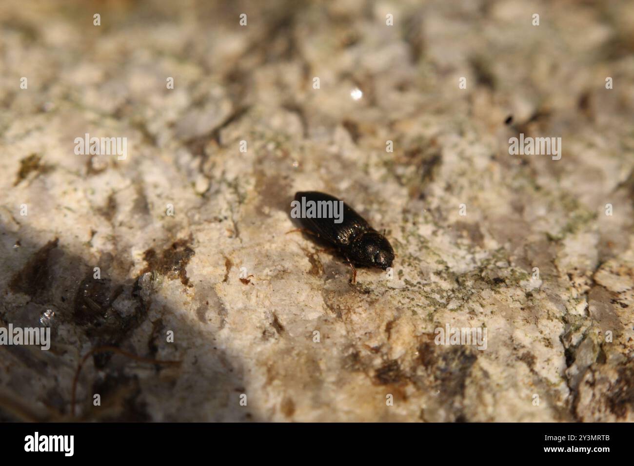 (Hypnoidus riparius) Insecta Stock Photo - Alamy