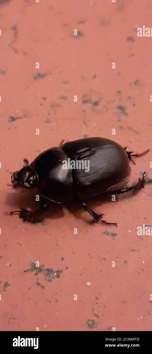 Earth-boring Beetles (Geotrupidae) Insecta Stock Photo - Alamy