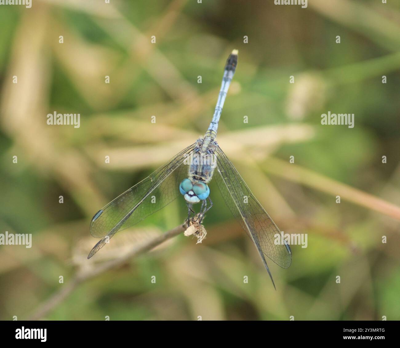 Chalky Percher (Diplacodes trivialis) Insecta Stock Photo - Alamy