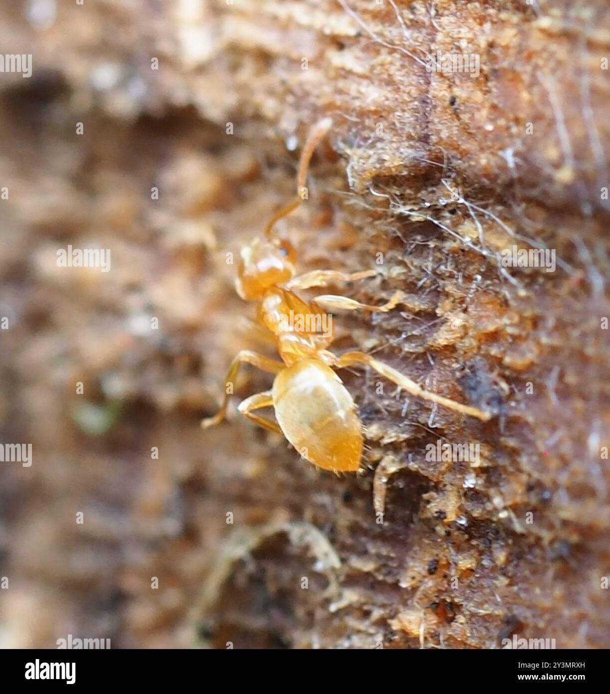Citronella Ants, Fuzzy Ants, and Allies (Lasius) Insecta Stock Photo ...