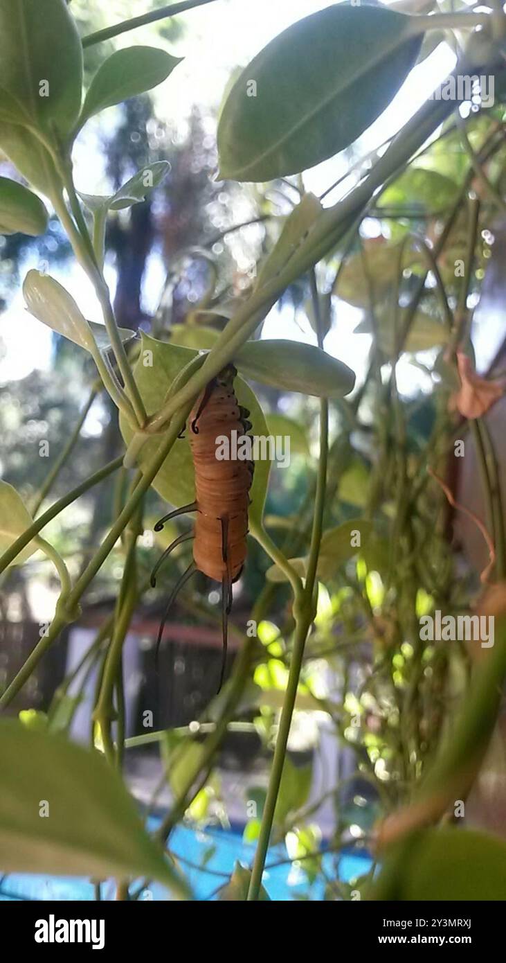 Common Crow Butterfly (Euploea core) Insecta Stock Photo - Alamy
