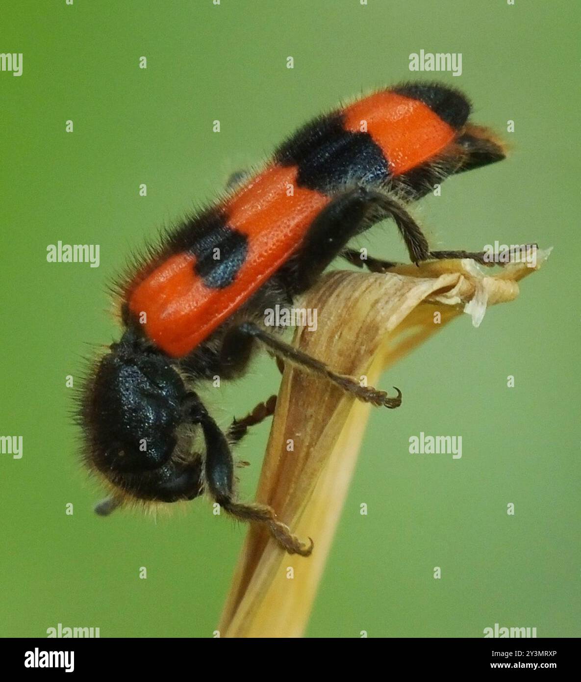 Bee-eating Beetle (Trichodes apiarius) Insecta Stock Photo - Alamy