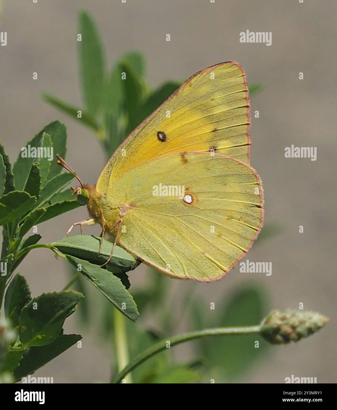 Orange Sulphur (Colias eurytheme) Insecta Stock Photo - Alamy
