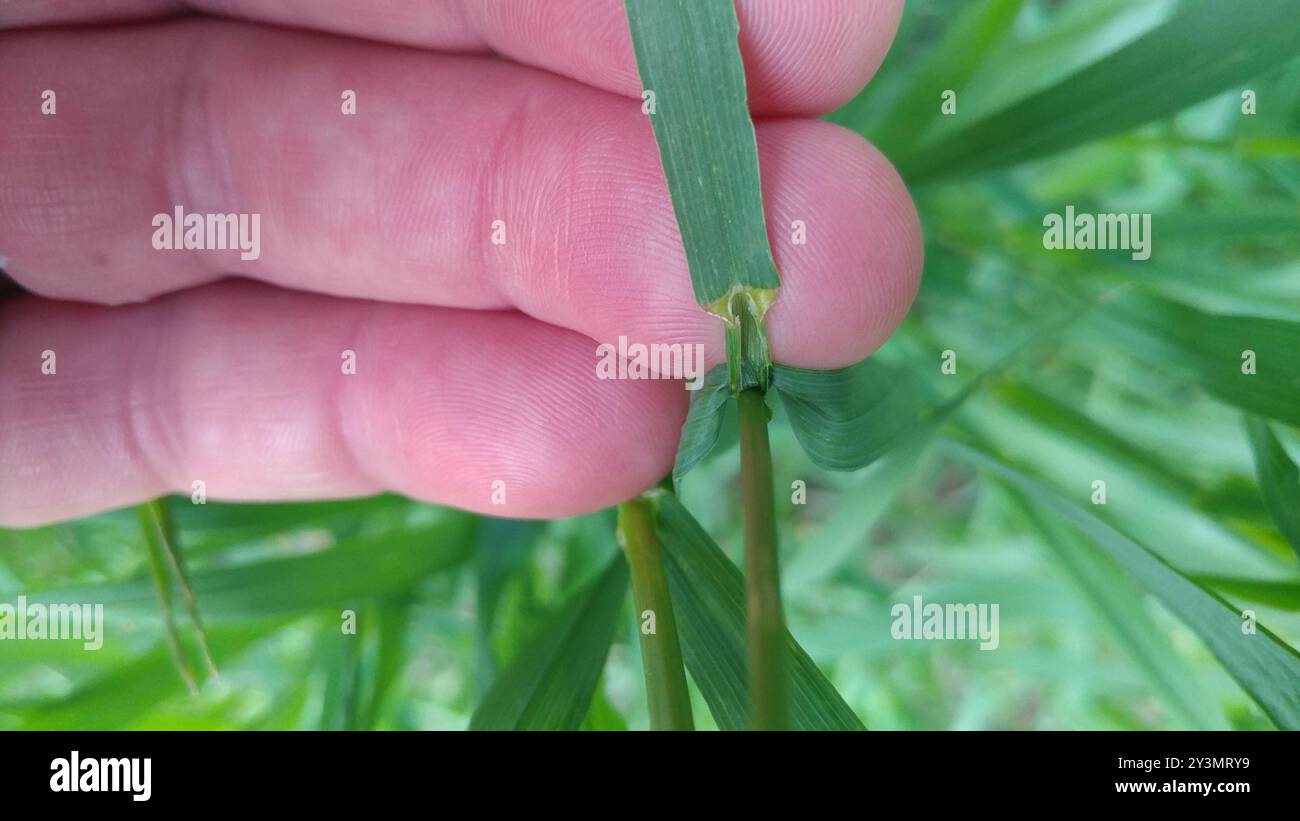Smooth Brome (Bromus inermis) Plantae Stock Photo - Alamy
