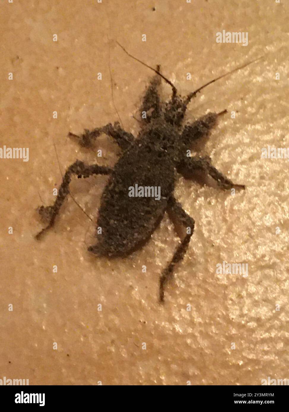 True Bugs (Heteroptera) Insecta Stock Photo - Alamy