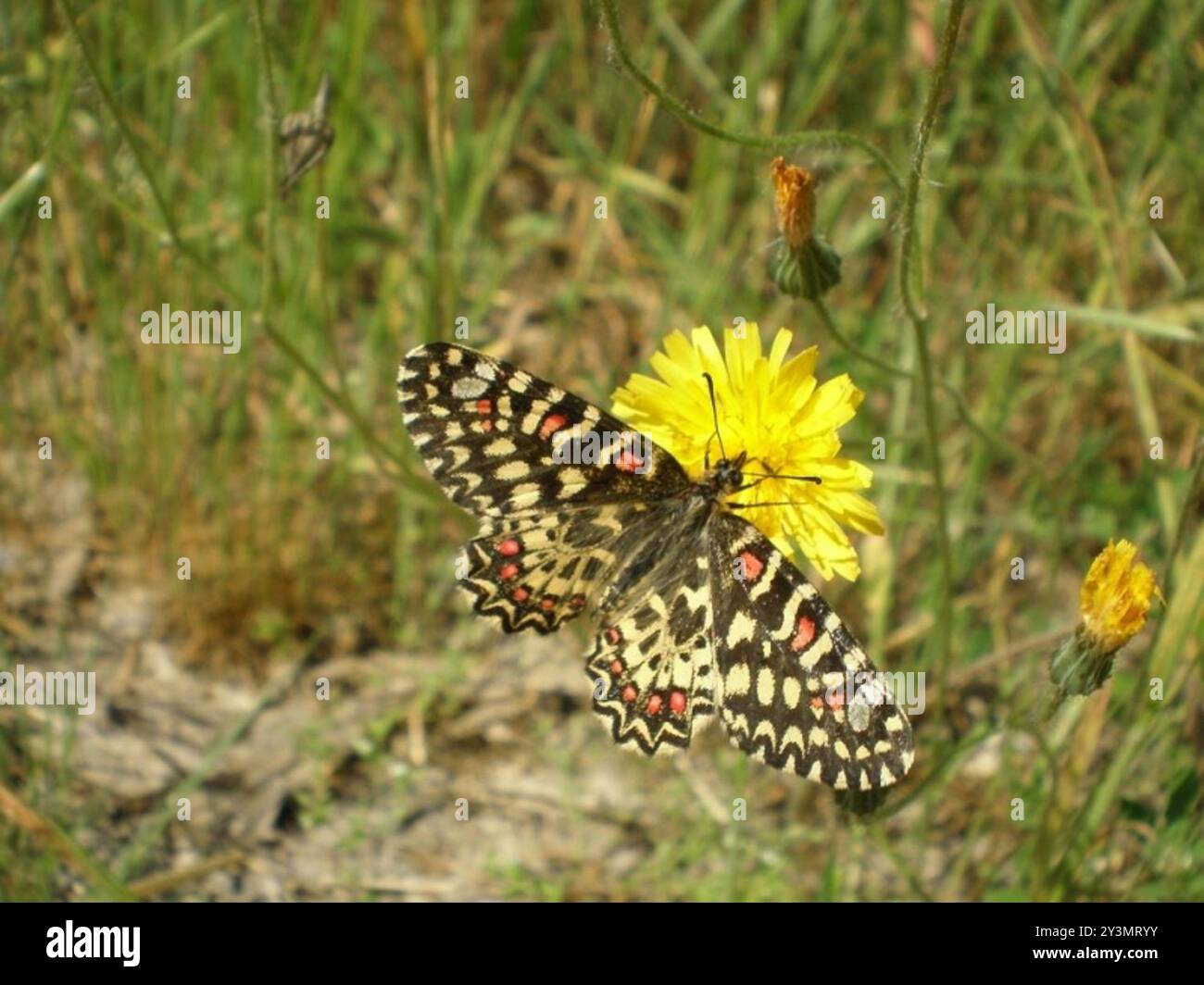 Spanish Festoon (Zerynthia rumina) Insecta Stock Photo - Alamy
