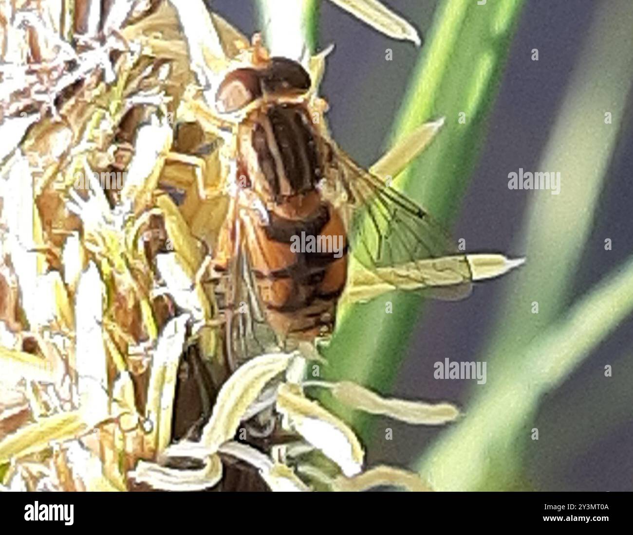 Common Bog Fly (Parhelophilus laetus) Insecta Stock Photo - Alamy