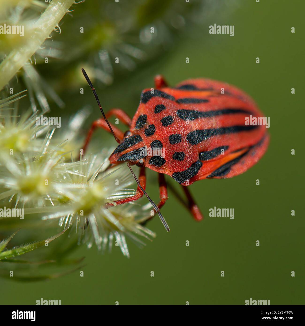 Semipunctated Shield Bug (Graphosoma semipunctatum) Insecta Stock Photo ...