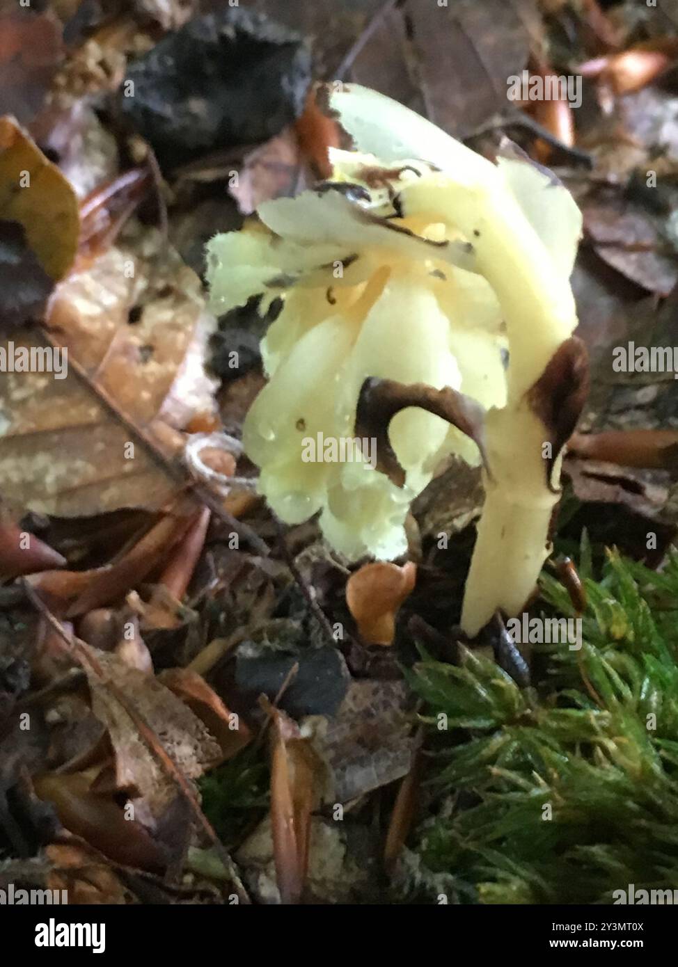 pinesap (Monotropa hypopitys) Plantae Stock Photo - Alamy
