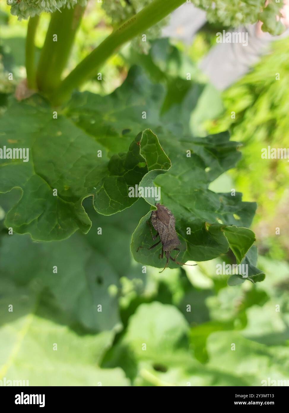 Dock Bug (Coreus marginatus) Insecta Stock Photo - Alamy