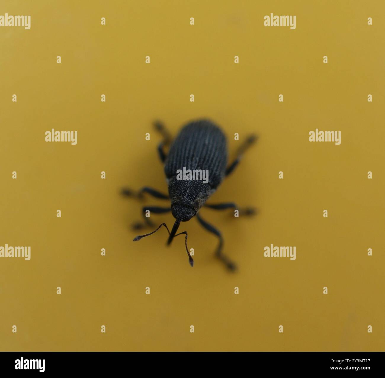 Cabbage seed Weevil (Ceutorhynchus obstrictus) Insecta Stock Photo - Alamy