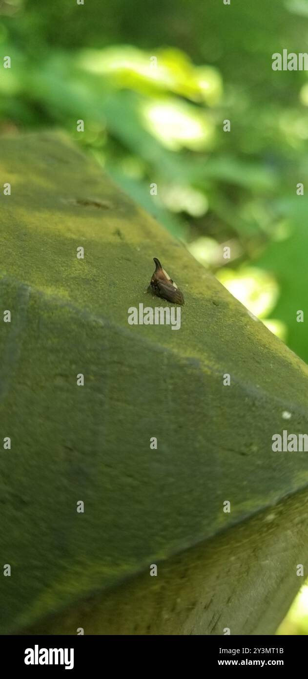 Two-marked Treehopper Complex (Enchenopa binotata) Insecta Stock Photo ...