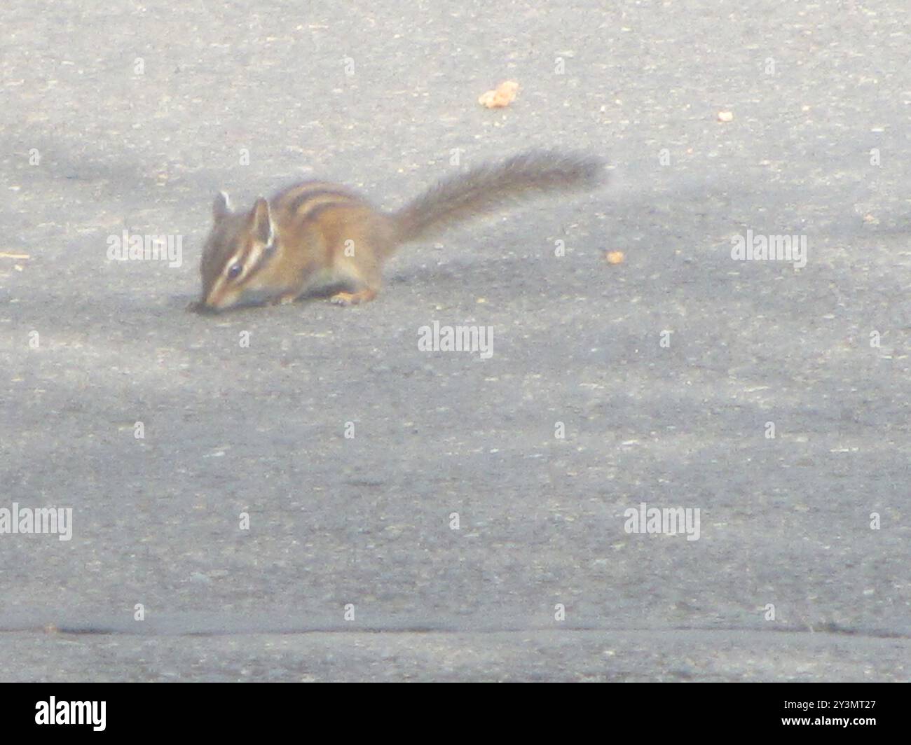 Townsend's Chipmunk (Neotamias townsendii) Mammalia Stock Photo - Alamy