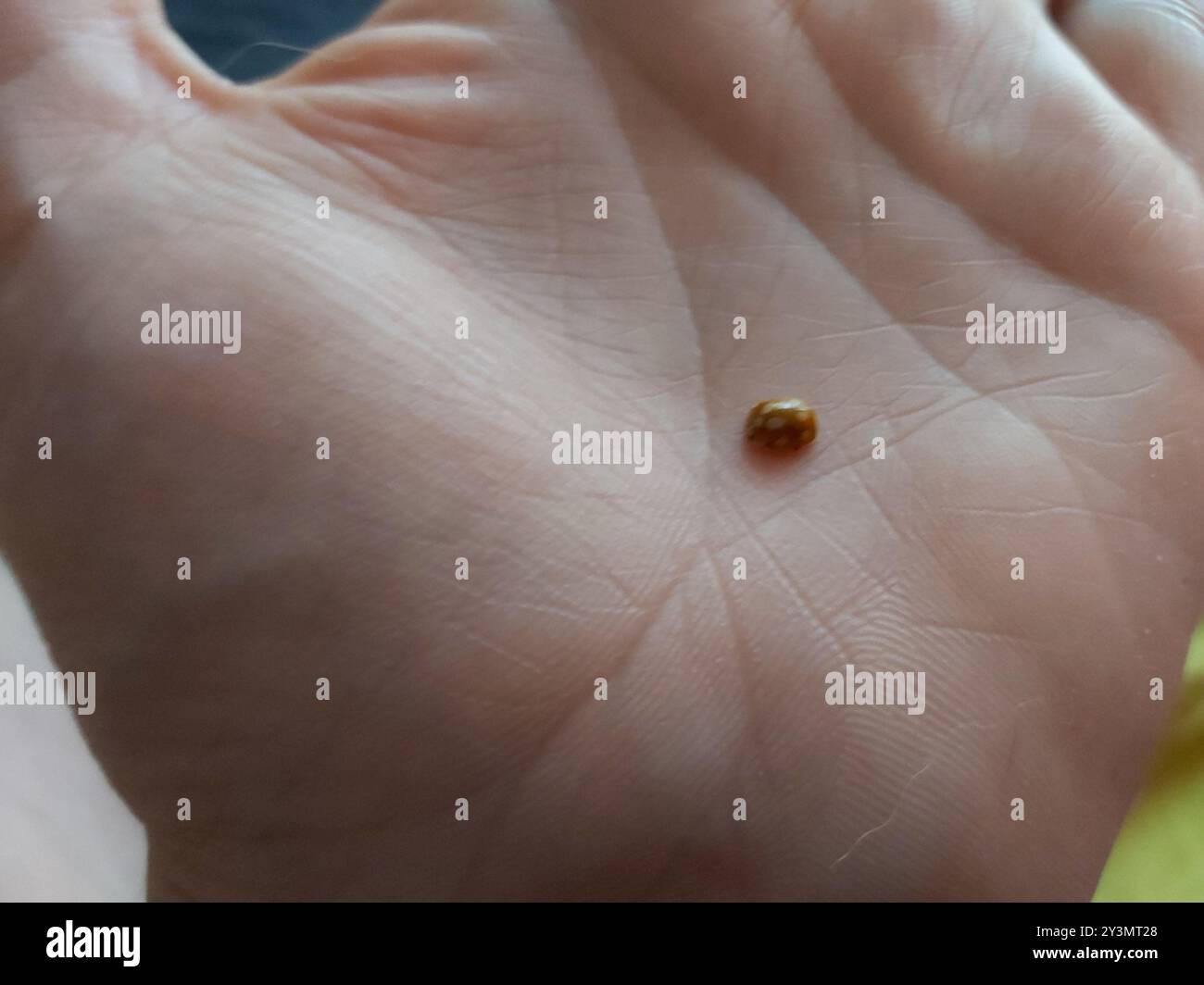 Little Arboreal Lady Beetle (Calvia decemguttata) Insecta Stock Photo ...