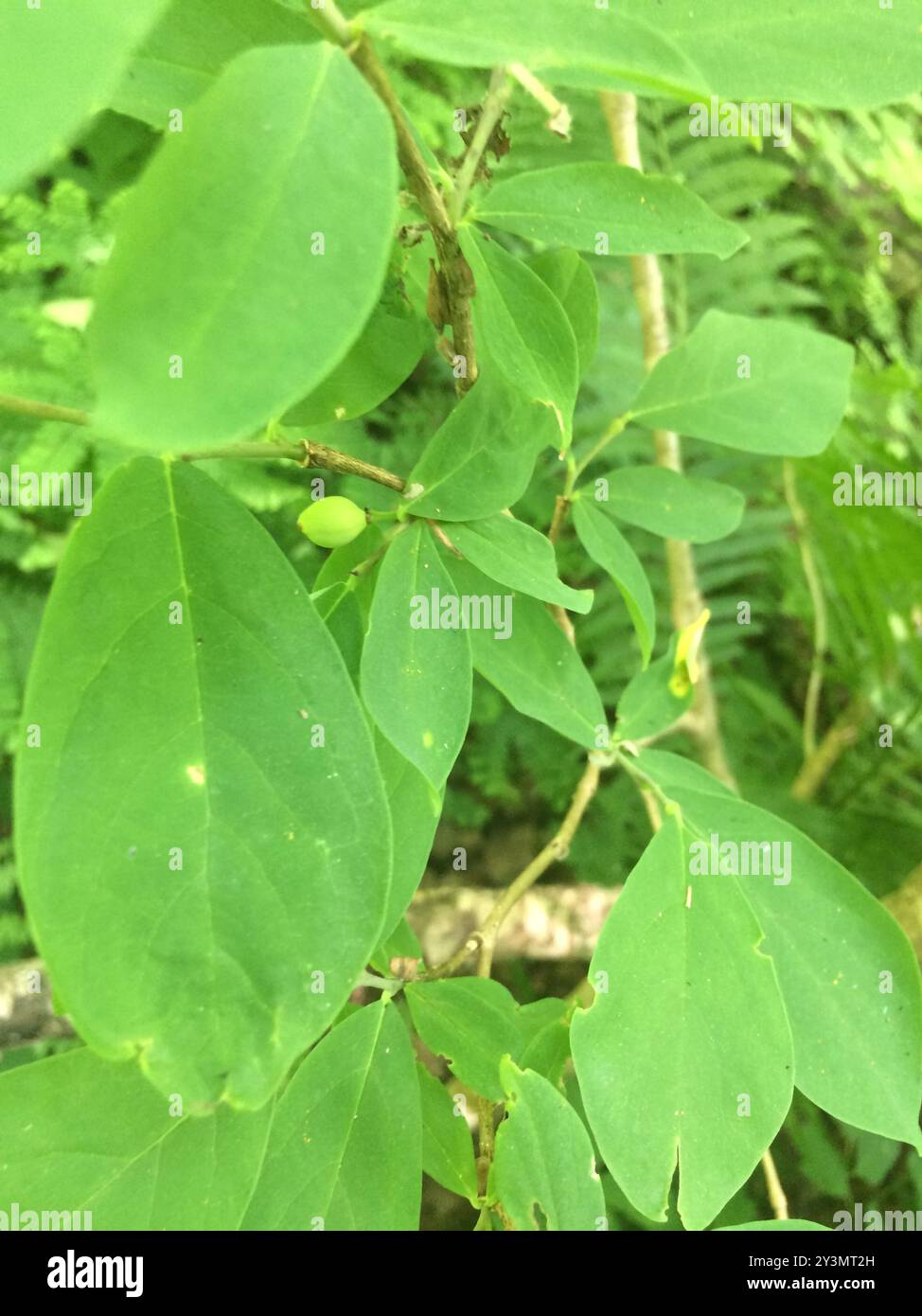 eastern leatherwood (Dirca palustris) Plantae Stock Photo - Alamy
