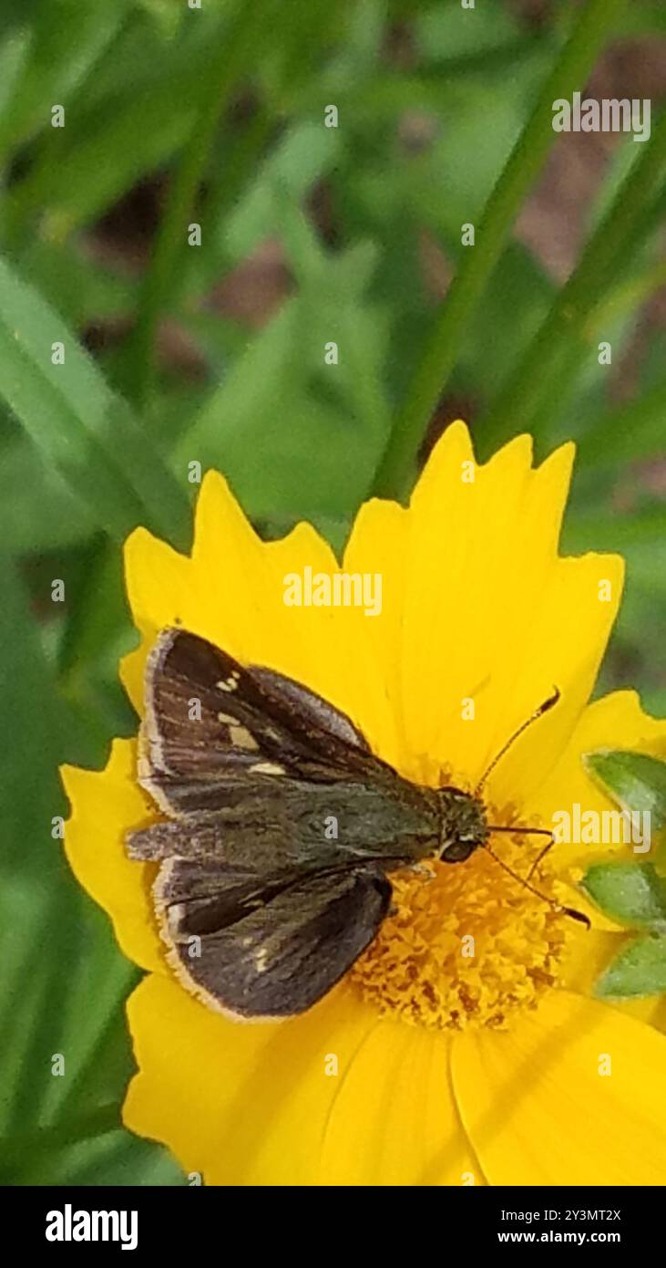 Vernia verna hi-res stock photography and images - Alamy