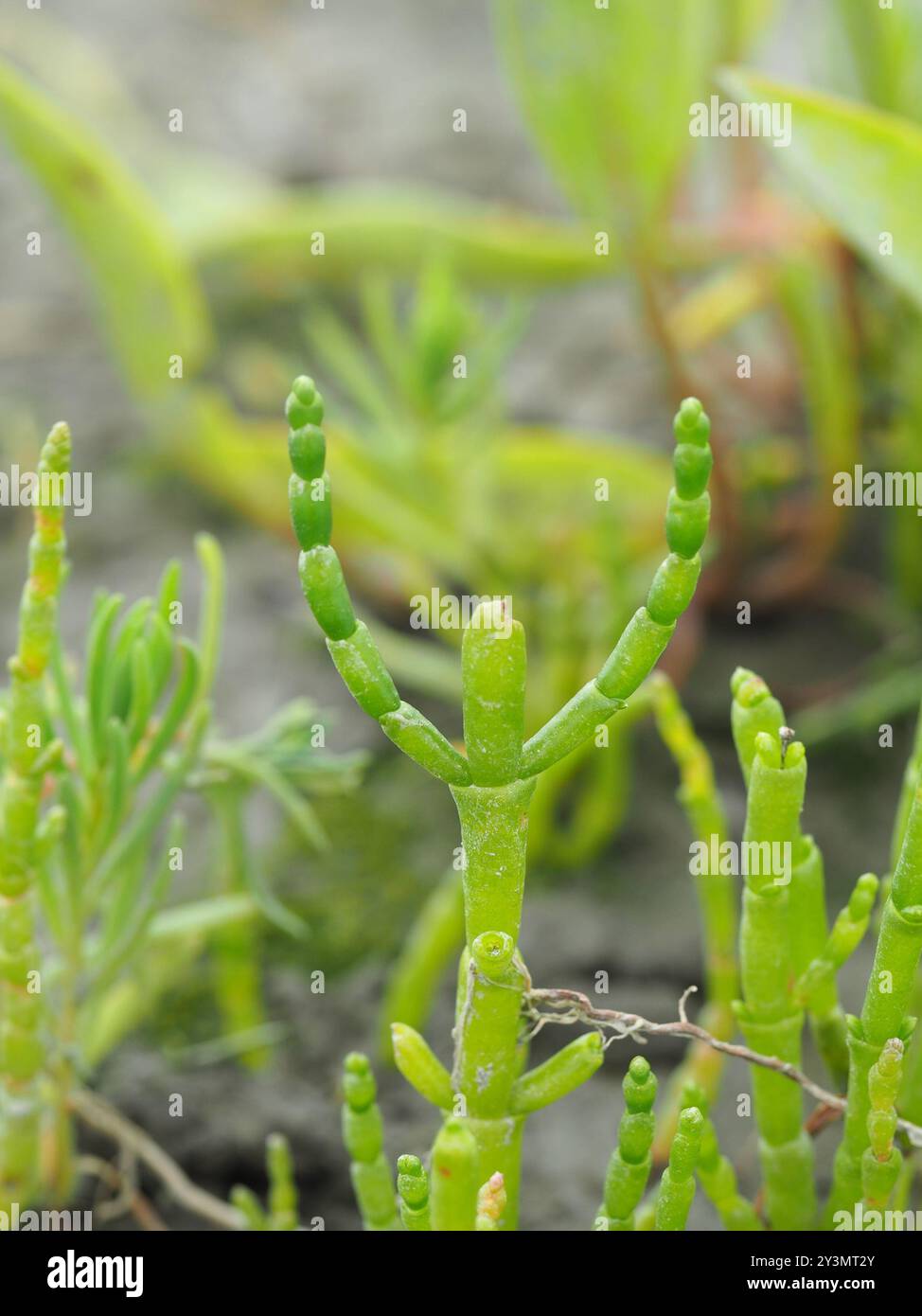 Common Glasswort (Salicornia europaea) Plantae Stock Photo - Alamy