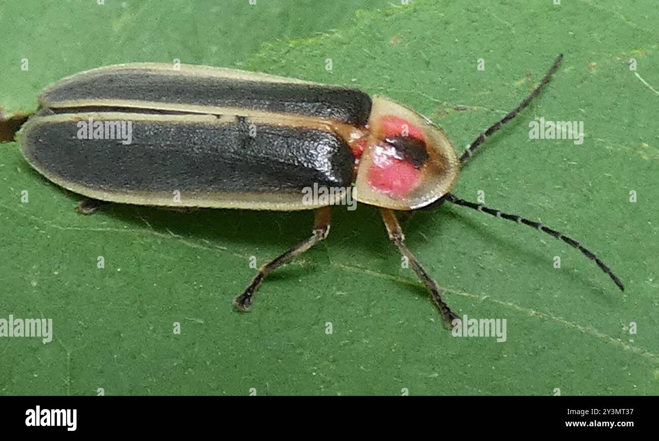 Common Eastern Firefly (Photinus pyralis) Insecta Stock Photo - Alamy