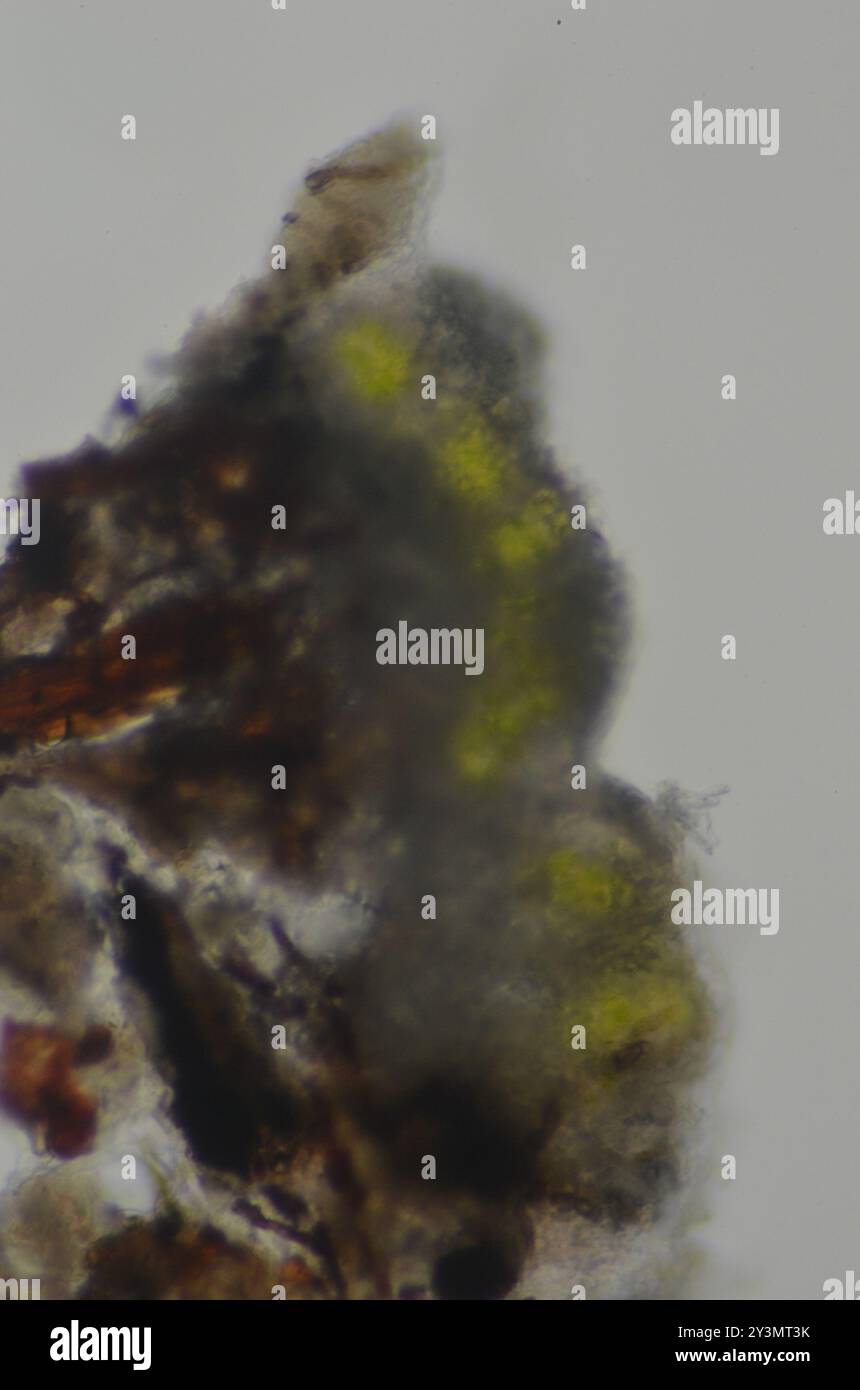 Granular Mottled-disk Lichen (Trapeliopsis granulosa) Fungi Stock Photo ...