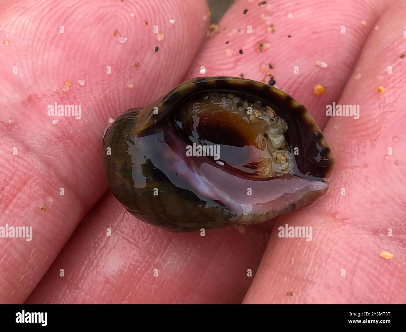 Emarginate Dogwinkle (Nucella emarginata) Mollusca Stock Photo - Alamy