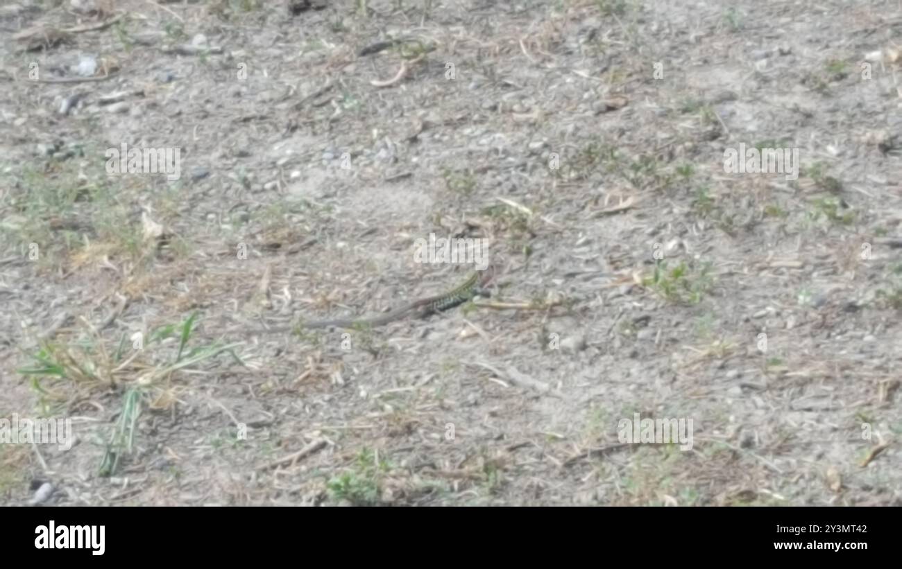 Common Spotted Whiptail (Aspidoscelis gularis) Reptilia Stock Photo - Alamy