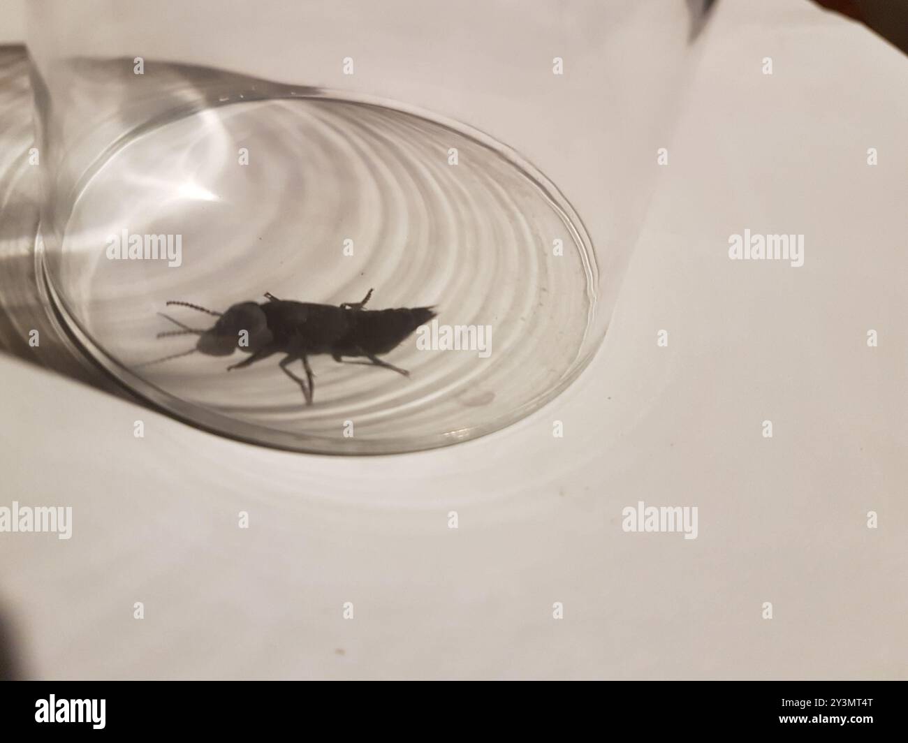 Devil's Coach Horse Beetle (Ocypus olens) Insecta Stock Photo - Alamy