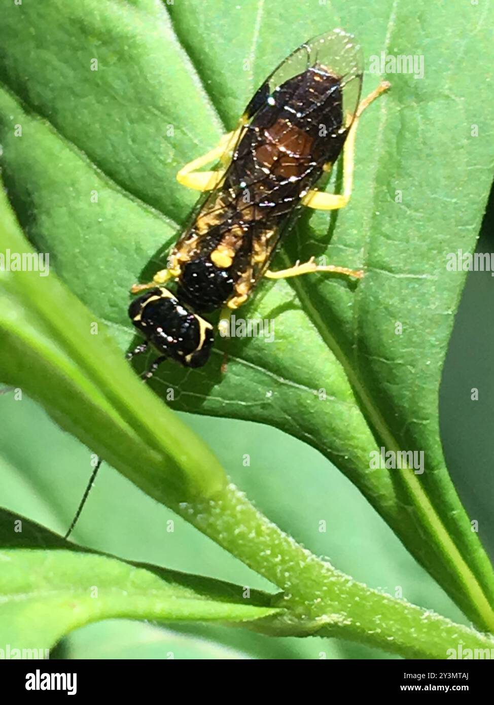 Web-spinning Sawflies (Pamphiliidae) Insecta Stock Photo - Alamy
