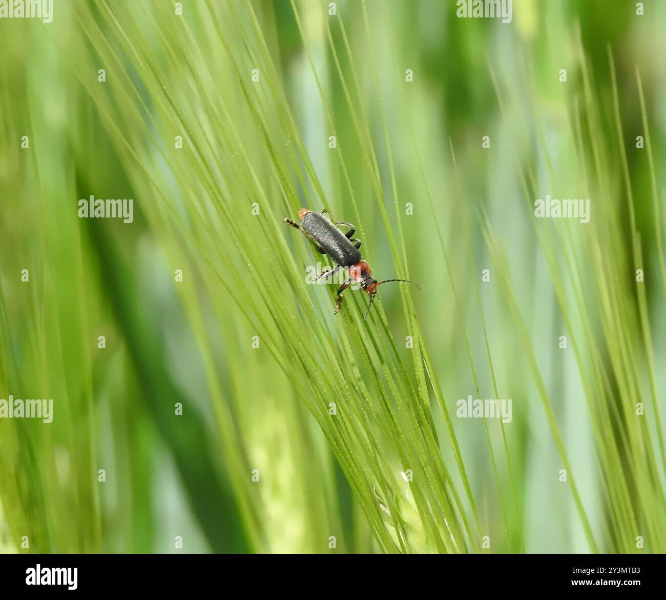 Dark Sailor Beetle (Cantharis fusca) Insecta Stock Photo - Alamy