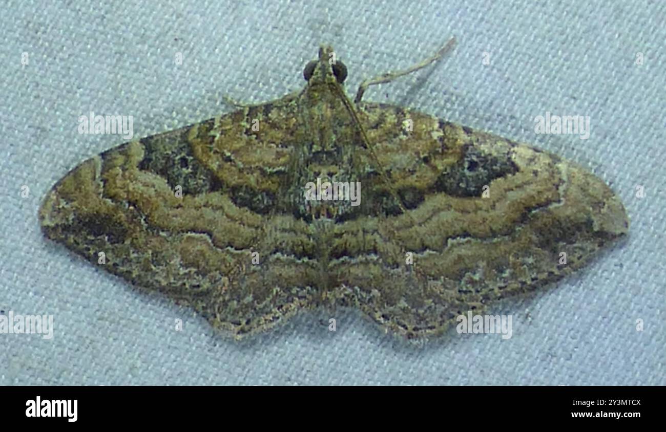 Gem Moth (Orthonama obstipata) Insecta Stock Photo - Alamy