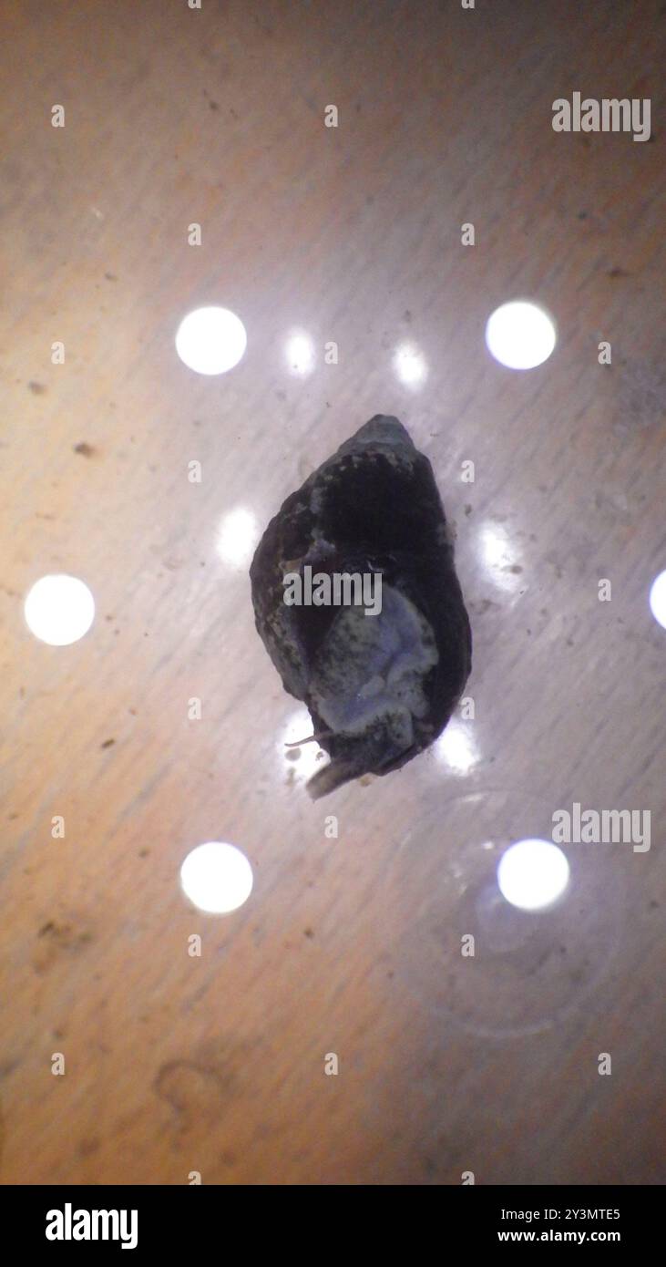 Eastern Mudsnail (Ilyanassa obsoleta) Mollusca Stock Photo - Alamy