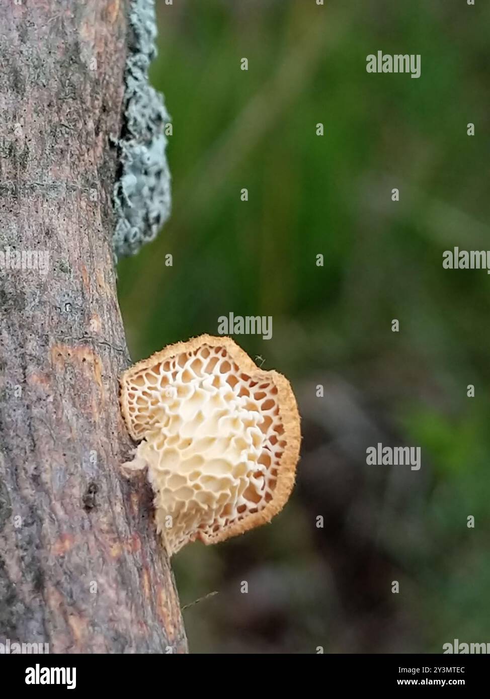 hexagonal-pored polypore (Neofavolus alveolaris) Fungi Stock Photo - Alamy