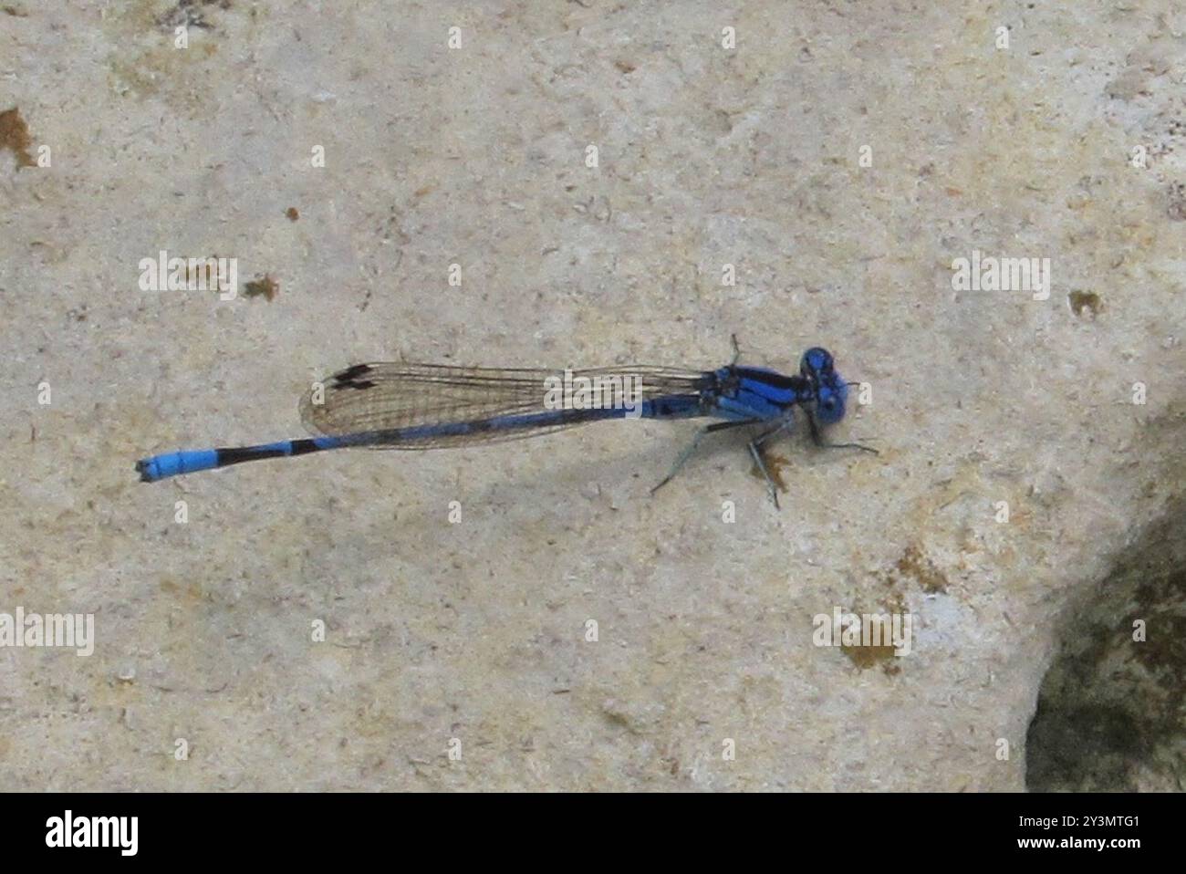 Springwater Dancer (Argia funebris) Insecta Stock Photo - Alamy