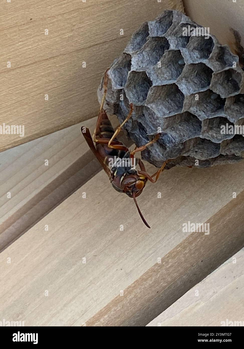 Northern Paper Wasp (Polistes fuscatus) Insecta Stock Photo - Alamy