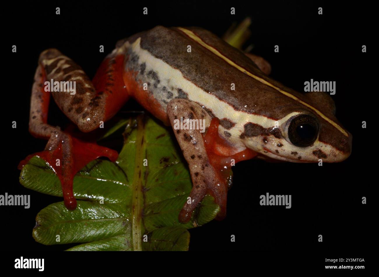 Angolan Reed Frog (Hyperolius parallelus) Amphibia Stock Photo - Alamy