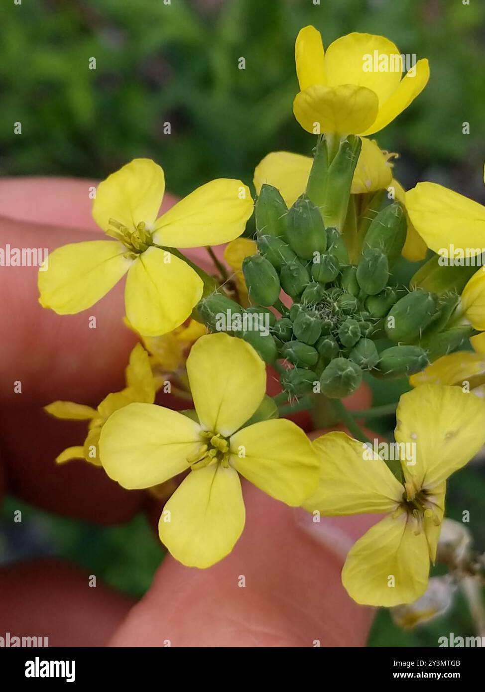 Isle of Man Cabbage (Coincya monensis) Plantae Stock Photo - Alamy