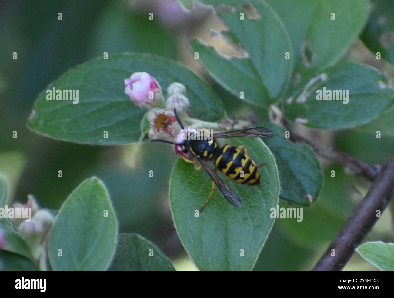 Common Aerial Yellowjacket (Dolichovespula arenaria) Insecta Stock ...