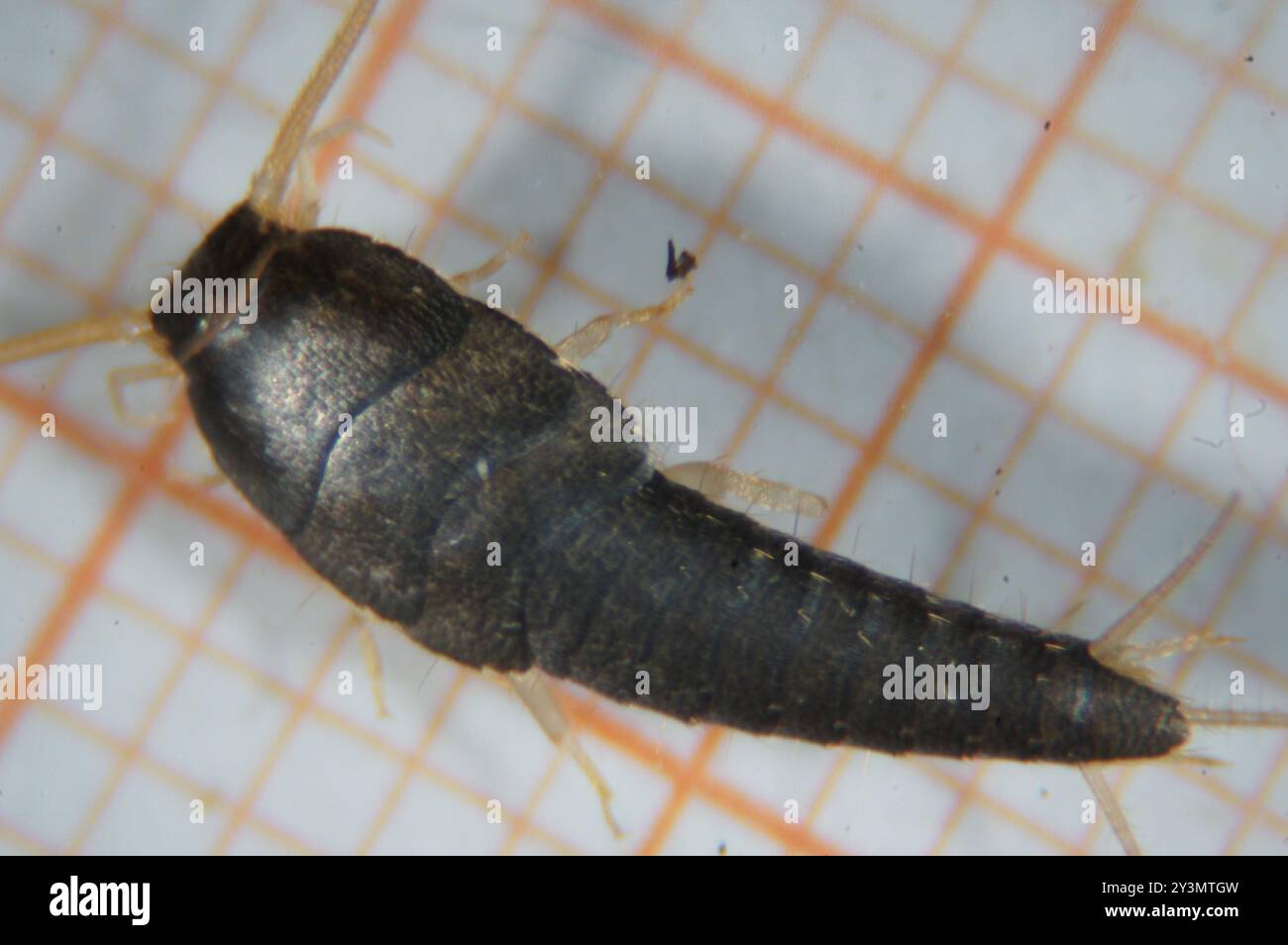 Common Silverfish (Lepisma saccharinum) Insecta Stock Photo - Alamy
