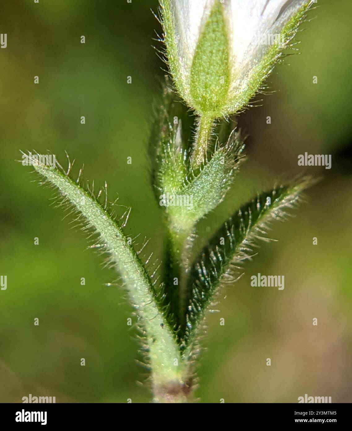 Common mouse-ear chickweed (Cerastium fontanum) Plantae Stock Photo - Alamy