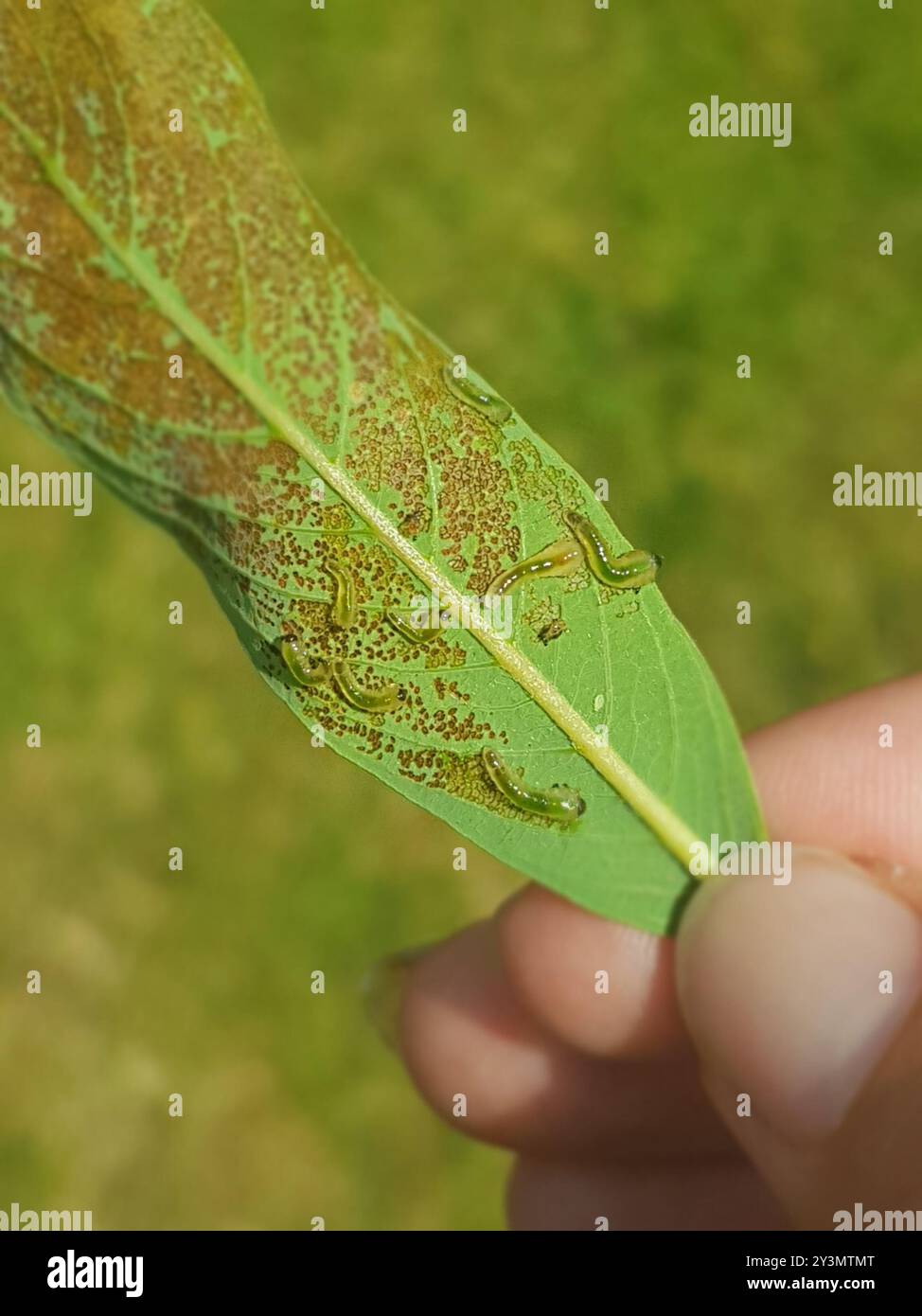 Oak Slug Sawfly (Caliroa annulipes) Insecta Stock Photo - Alamy
