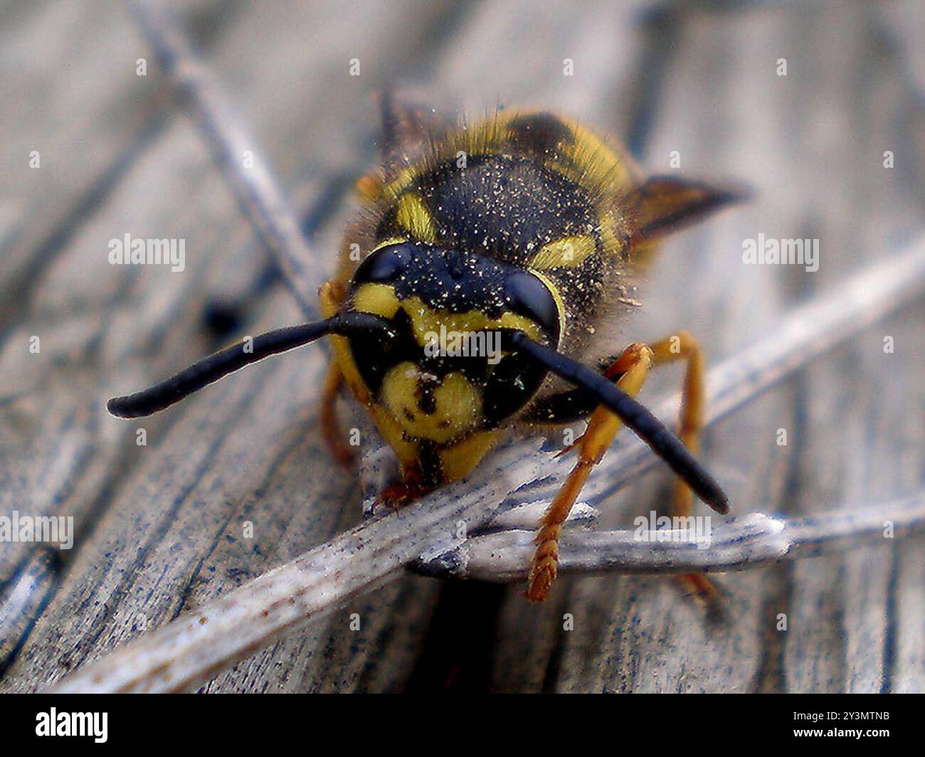 German Yellowjacket (Vespula germanica) Insecta Stock Photo - Alamy