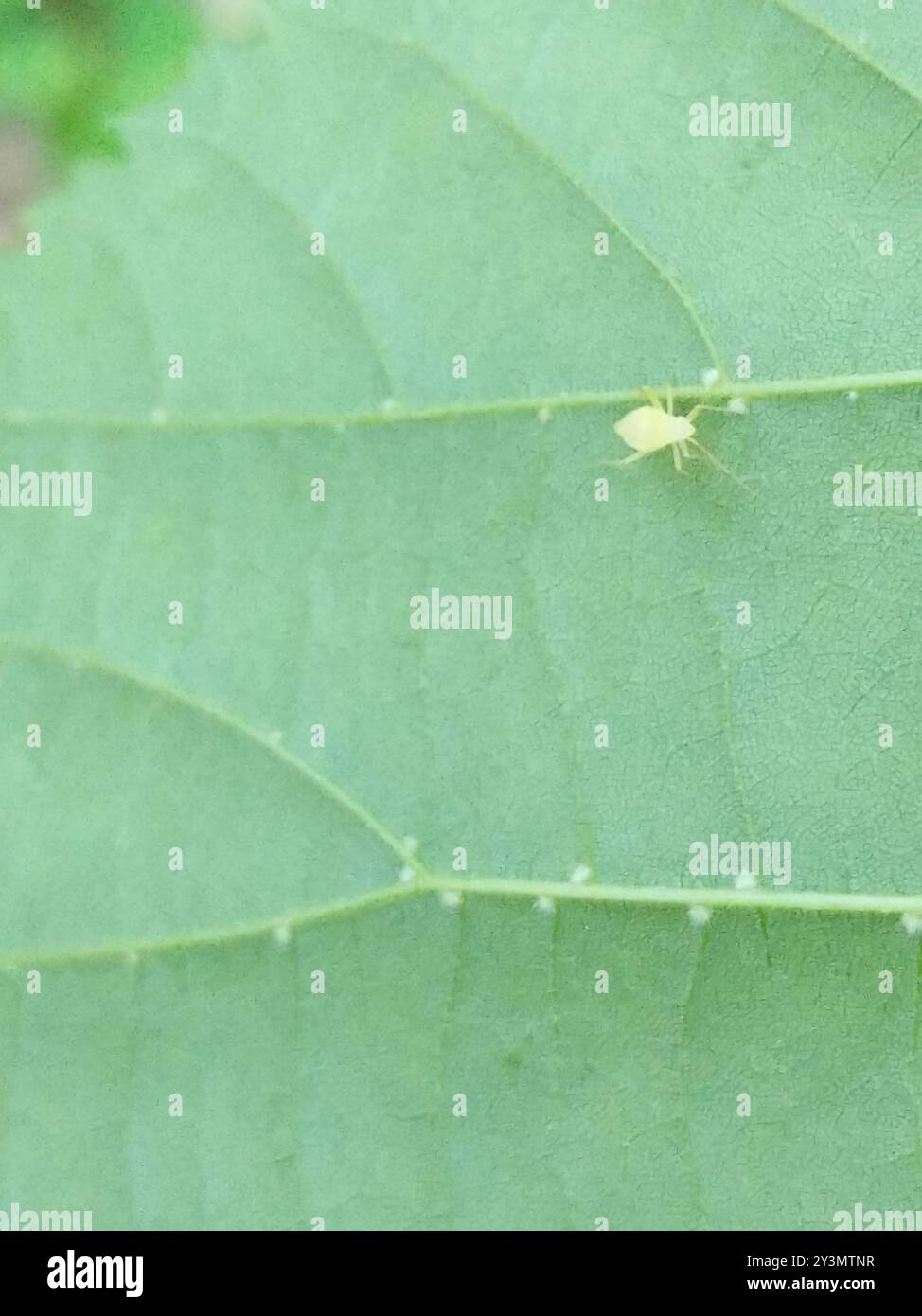 True Bugs, Hoppers, Aphids, and allies (Hemiptera) Insecta Stock Photo ...